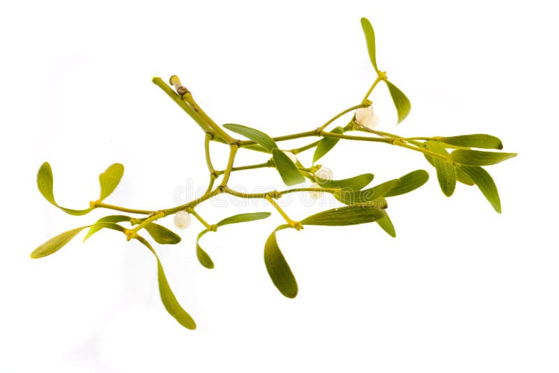 Mistletoe stock photo. Image of emotion, background, mistletoe - 7532328