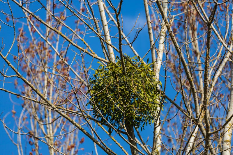 Mistletoe As a Parasite on a Tree by the Water. the Tree is Reflected ...