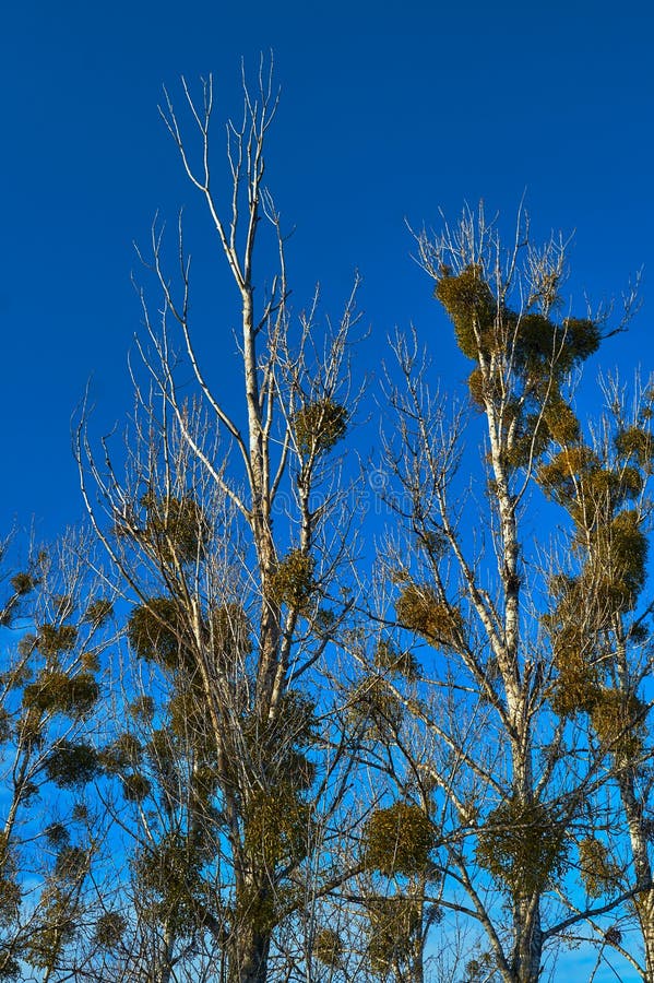 White Bark on Trees in Birch Forest Stock Photo - Image of detail ...