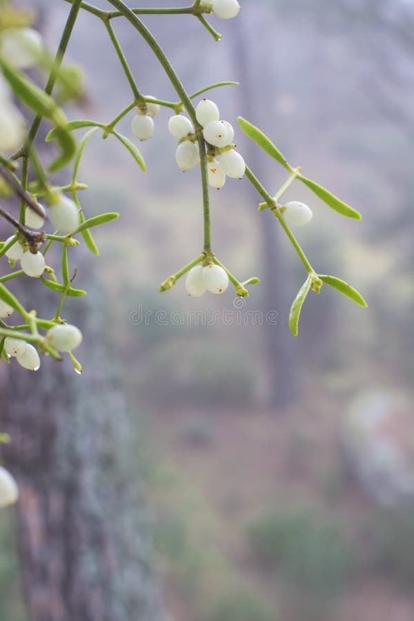 Mistletoe stock image. Image of britain, hedgerow, fruit - 59791885