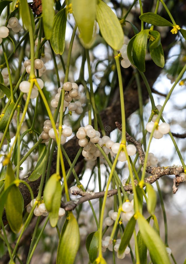 Mistletoe Branch with Green Leaves and White Berries on the Tree Stock ...