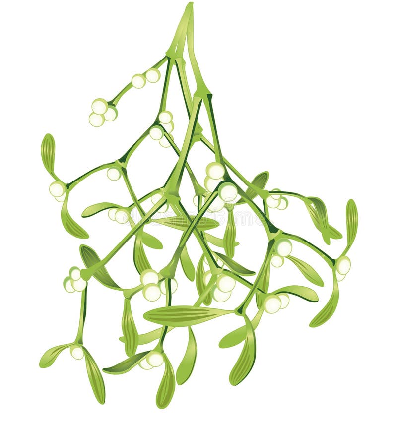 Mistletoe Branches Hanging, Vector Illustration Stock Vector ...