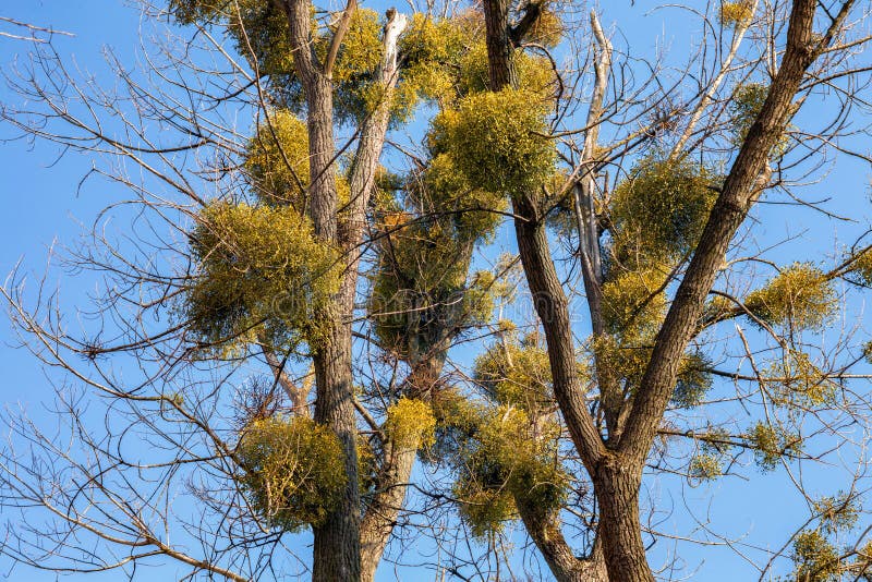 Mistletoe on the Branches of a Tree in Early Spring. Mistletoe is a ...