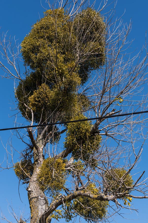 Numerous Parasites Stock Photos - Free & Royalty-Free Stock Photos from ...