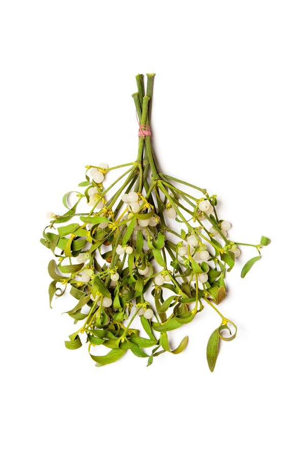 Mistletoe plant close-up stock photo. Image of hemiparasitic - 11859518