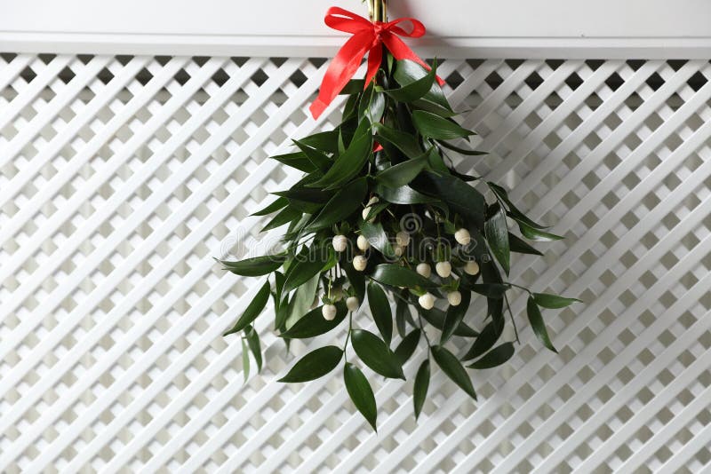 Mistletoe Bunch with Red Bow Hanging on White Textured Background ...