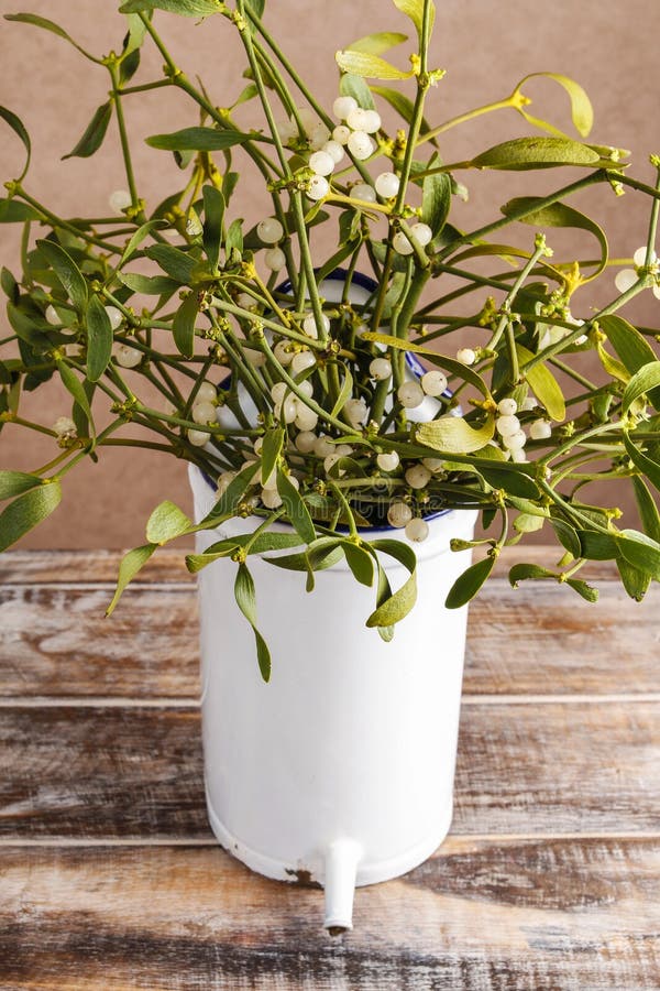 Mistletoe Bunch in Vintage Vase Stock Image - Image of accessories ...