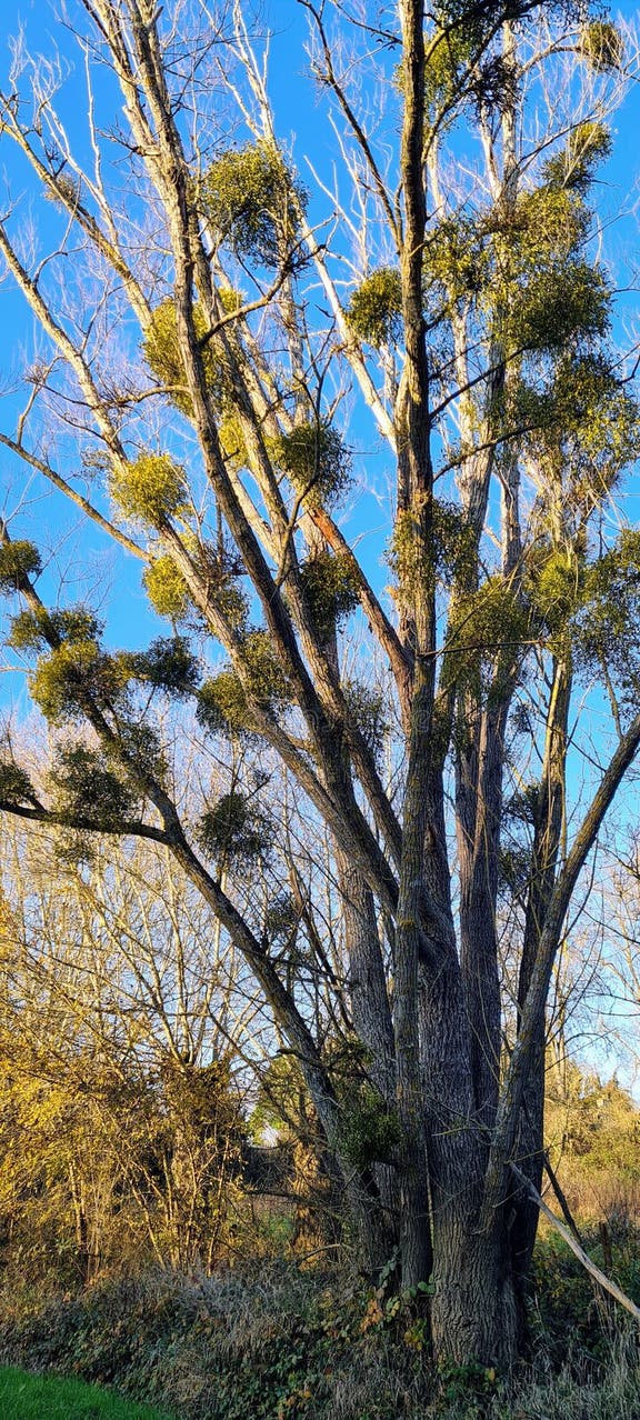 Mistletoe Bunches Growing on Dead Tree in Hedgerow Stock Image - Image ...