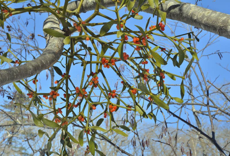 Mistletoe 5 stock image. Image of wilderness, macro - 130753713