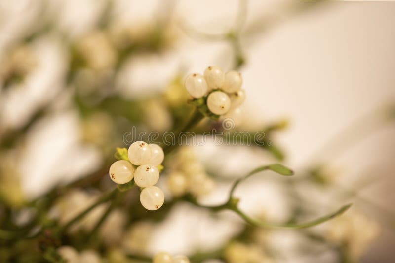 Mistletoe, Close-up with Shallow Depth of Field Stock Image - Image of ...