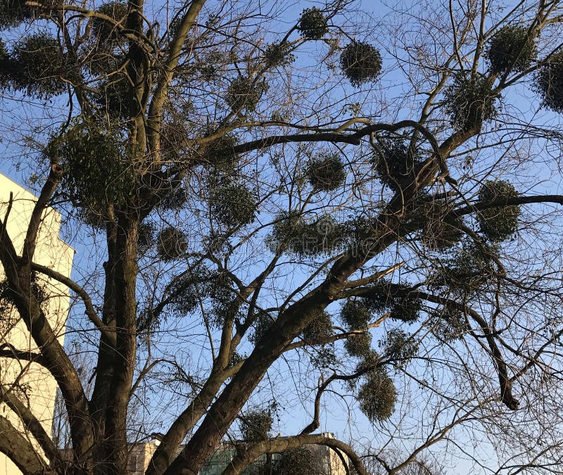 Mistletoe Clusters Clinging To the Tree Stock Photo - Image of attached ...