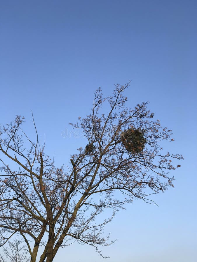 Mistletoe Clusters Clinging To the Tree Stock Image - Image of ...