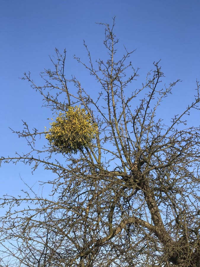 Mistletoe Clusters Clinging To the Tree Stock Image - Image of ...
