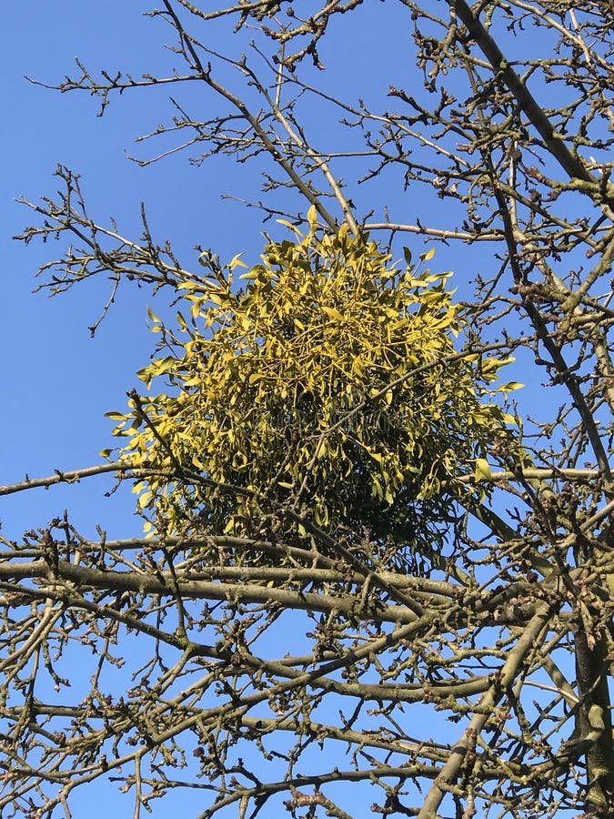 Mistletoe Clusters Clinging Tree Stock Photos - Free & Royalty-Free ...