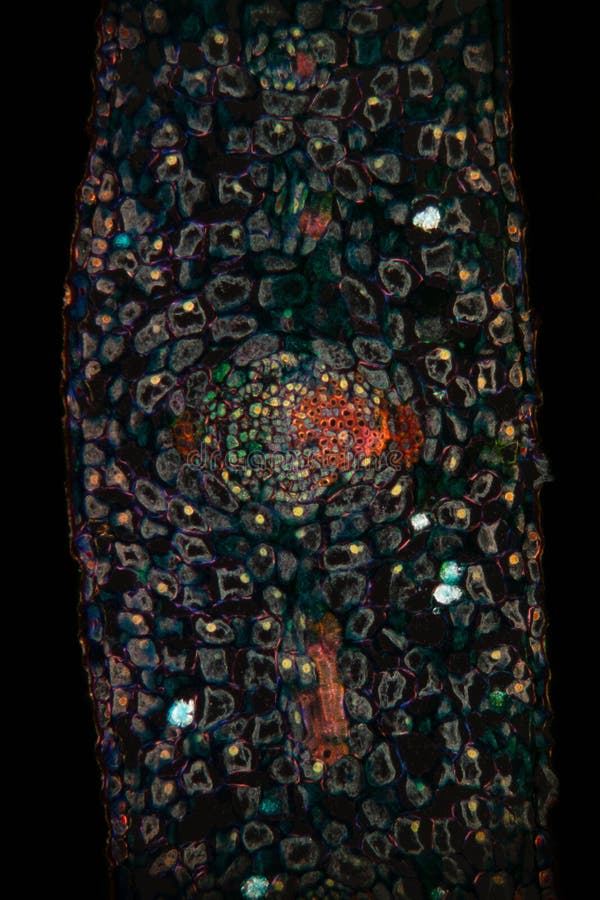 Mistletoe plant stock photo. Image of small, dark, science - 196753432