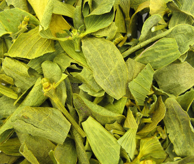 Mistletoe dried leaves stock image. Image of poisonous - 10662477