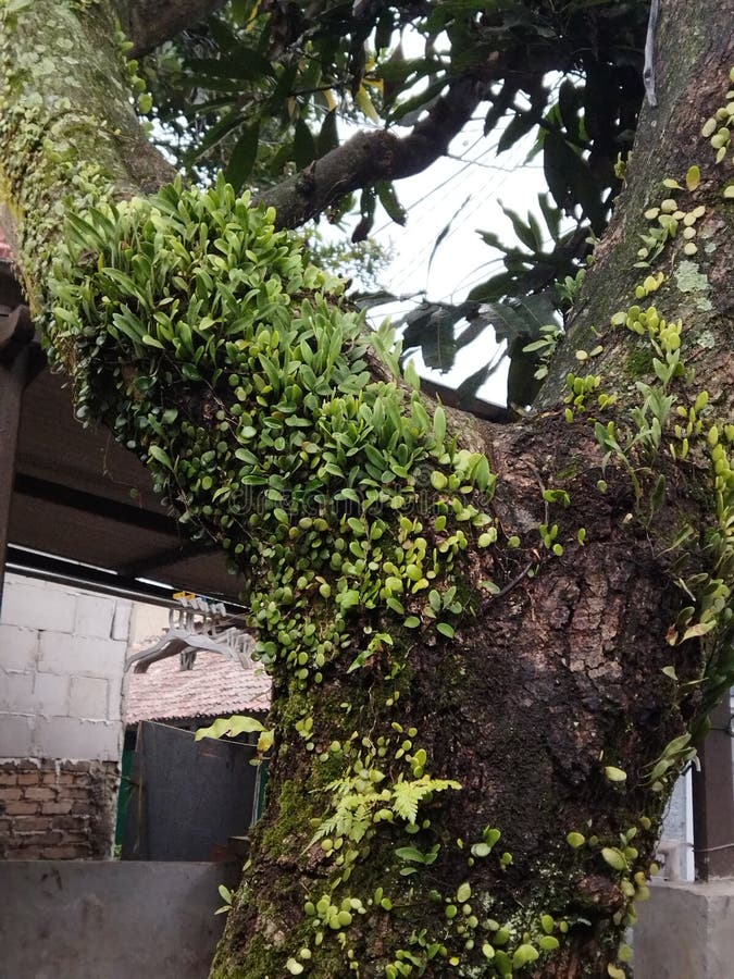Mistletoe and Fern Plants on Mango Trees Stock Image - Image of trees ...