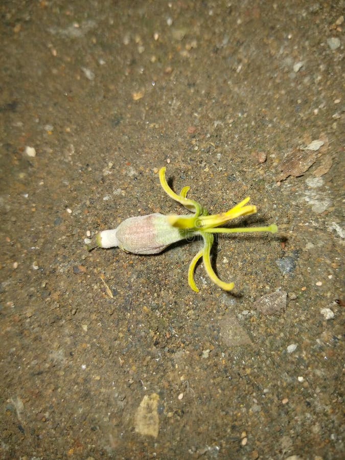 Mistletoe Flower that Fell To the Ground Stock Image - Image of animal ...