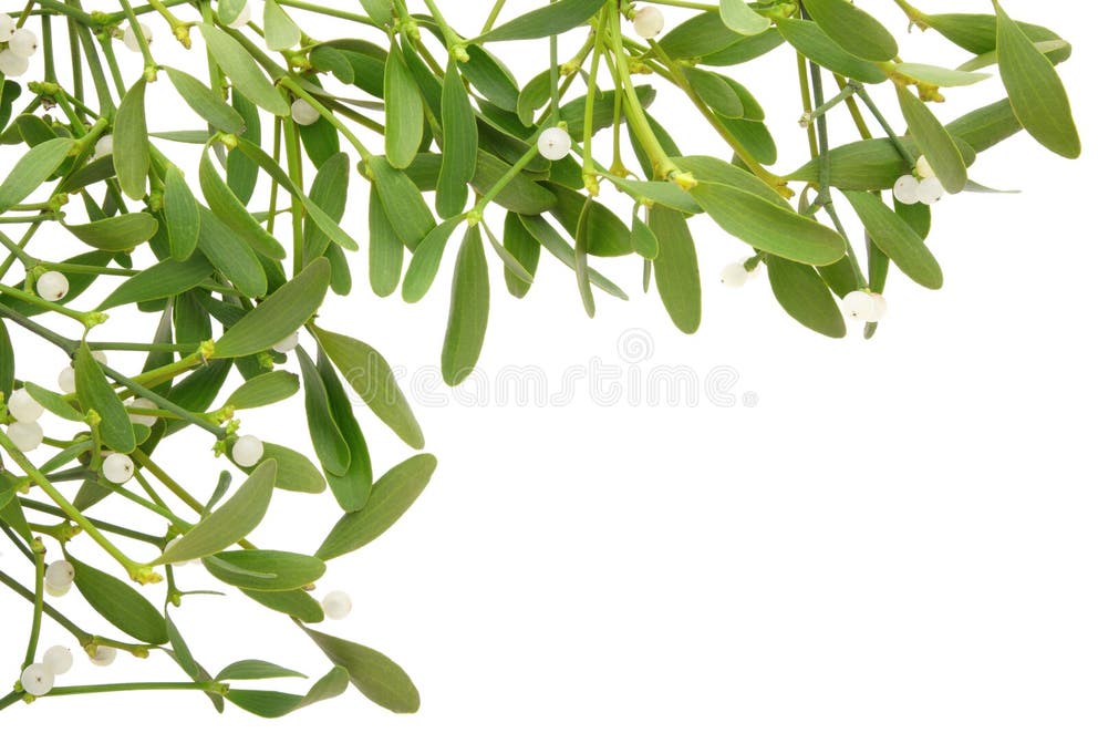 Mistletoe frame stock photo. Image of spirituality, frame - 17418626
