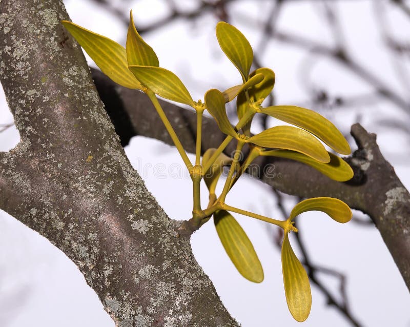 Mistletoe Green Shoots on a Branch in Spring Stock Image - Image of ...