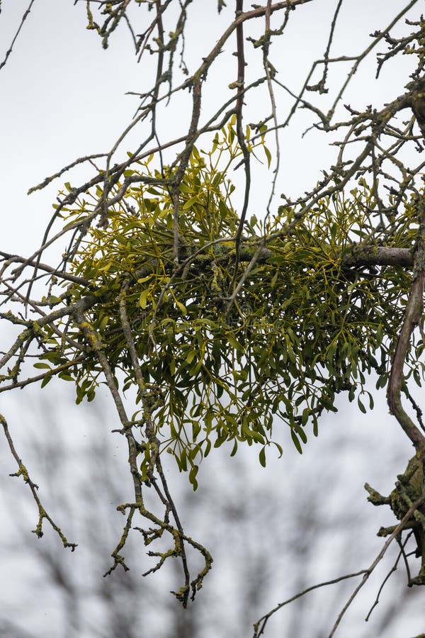 Mistletoe Growing on Bare Tree Branches in Winter Stock Photo - Image ...