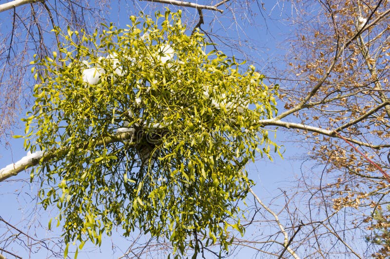 10,167 Mistletoe Photos - Free & Royalty-Free Stock Photos from Dreamstime
