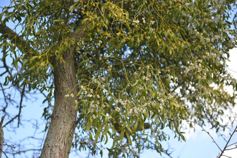 Oak Mistletoe Growing in a Tree in the Okefenokee Swamp, Georgia, USA ...