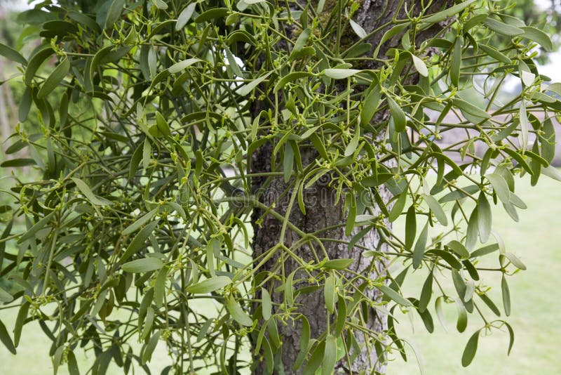 Mistletoe stock photo. Image of bunch, natural, celebration - 33345276
