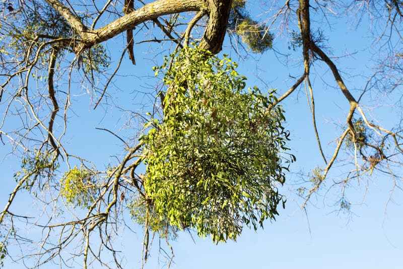 Mistletoe growing on tree stock photo. Image of kissing - 49722094