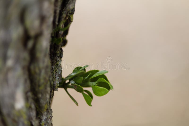 Mistletoe Growth on the Tree Trunk Isolated with Blurred Background ...