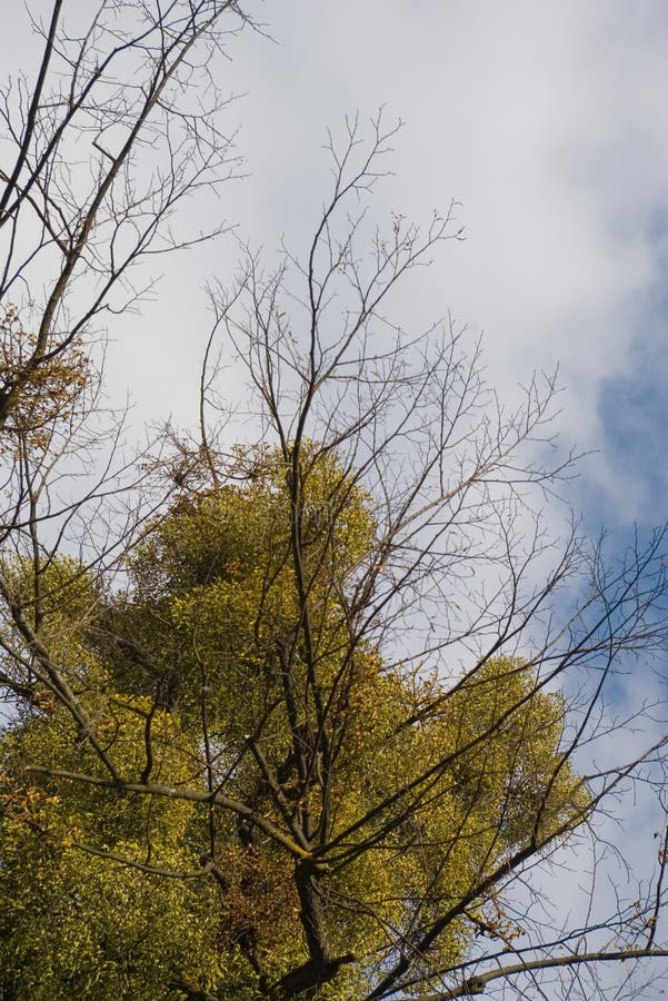 Mistletoe growth stock image. Image of disease, xmas - 47009301