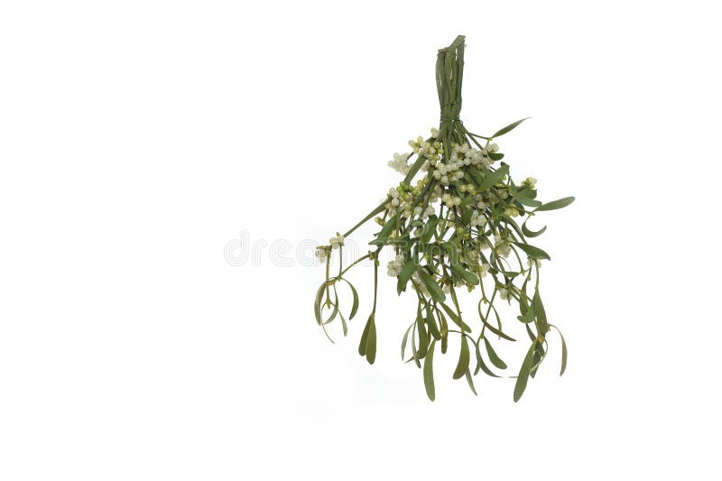 Mistletoe, Hanging in Front of a White Background Stock Photo - Image ...