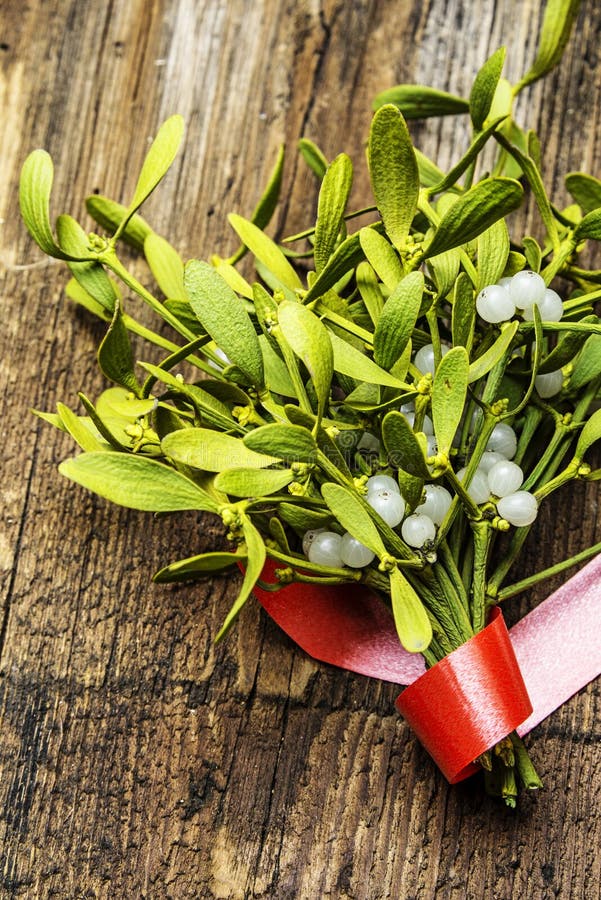 Mistletoe stock photo. Image of mistletoe, green, blue, parasitic - 92054