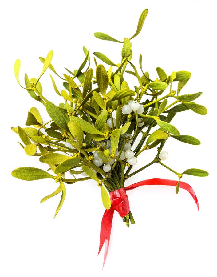 Christmas Mistletoe Isolated Stock Photo - Image of beneath, gold: 371682