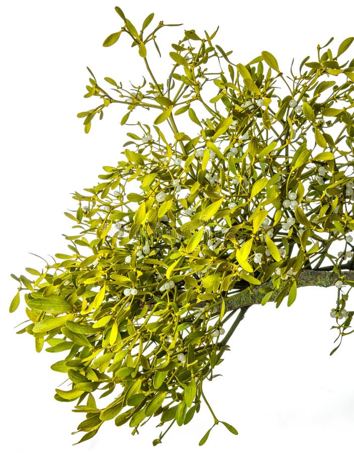 Eucalyptus stem stock photo. Image of spring, detail - 194308442