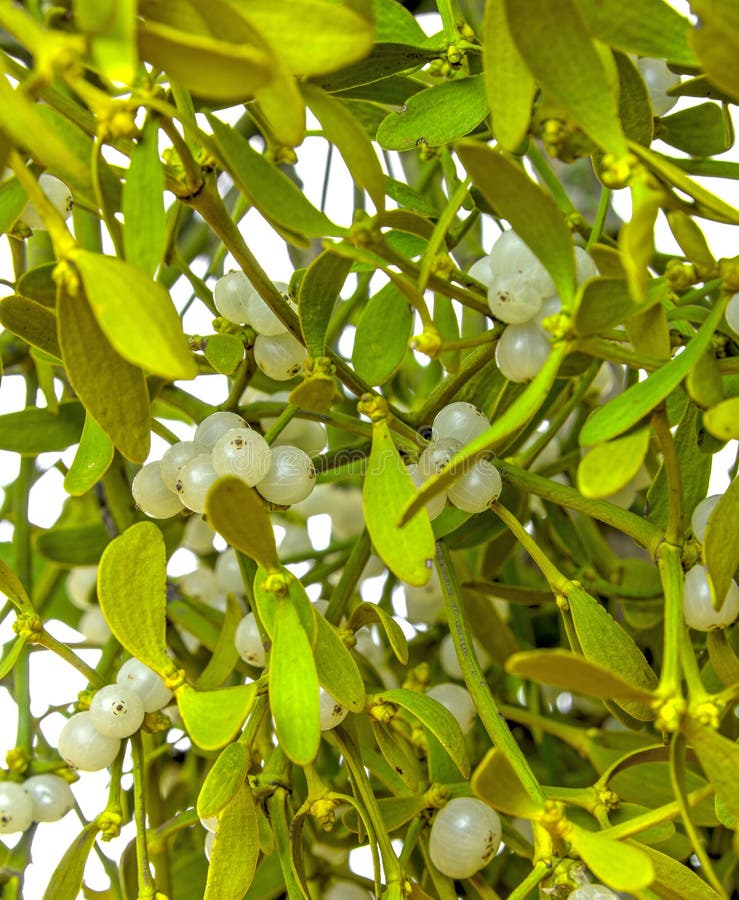 Mistletoe stock image. Image of romance, herb, decorative - 38084035