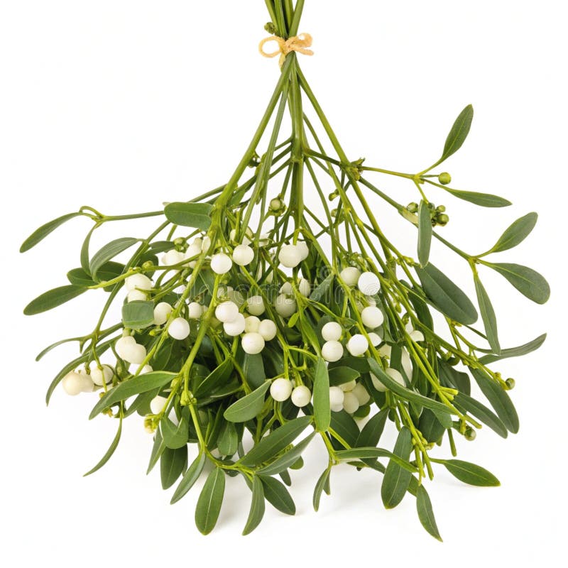 Mistletoe Isolated on White Background Stock Illustration ...