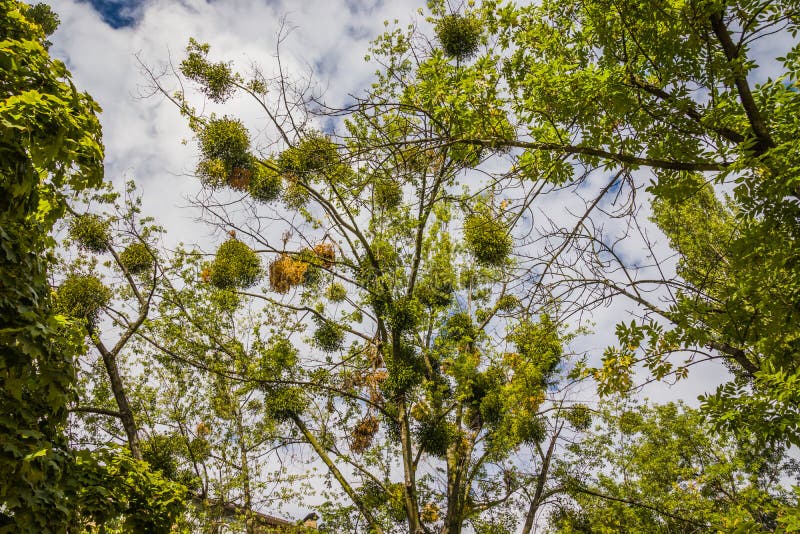 Mistletoe Lat. Viscum Parasite Plant on the Trunks and Branches of ...