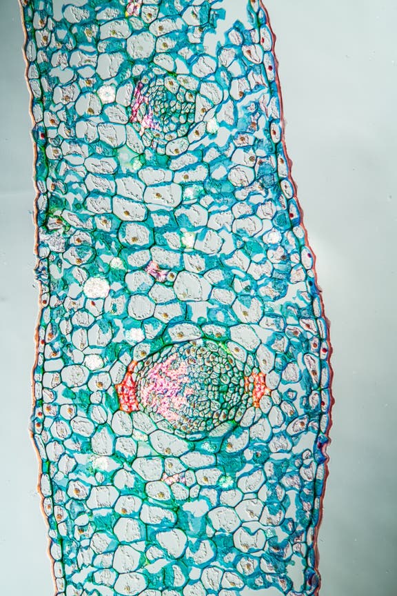 Mistletoe Leaf in Cross Section Stock Image - Image of shrub, belt ...