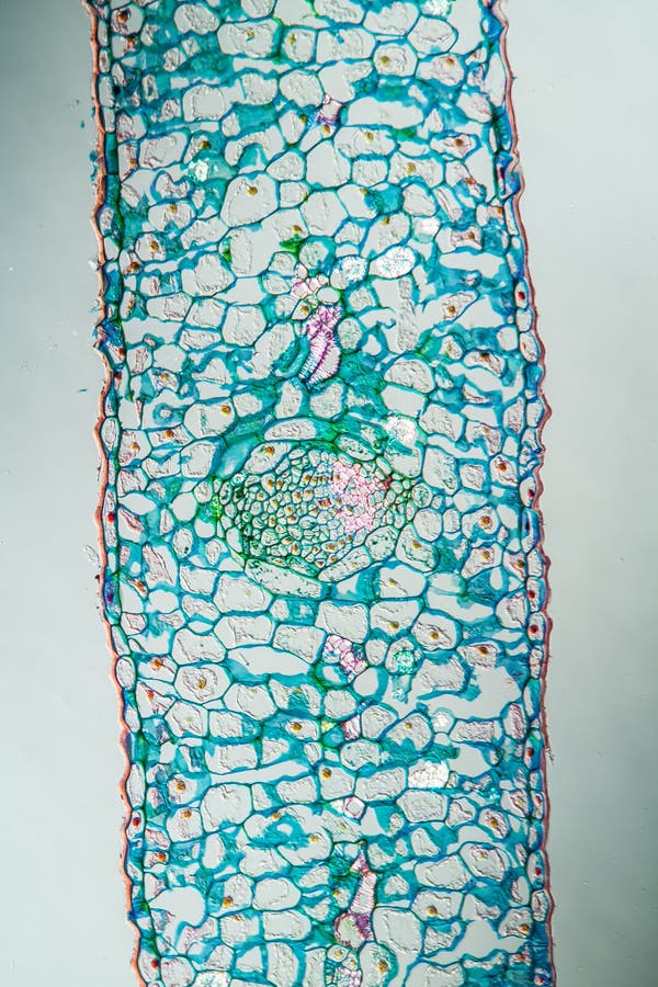 Leaf cross section texture stock image. Image of leaf - 192963815