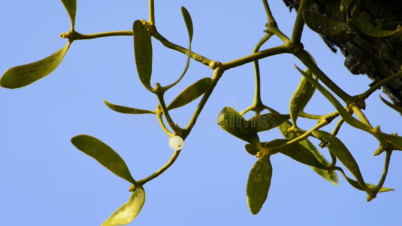 Mistletoe Leaf in Cross Section Stock Video - Video of botany ...