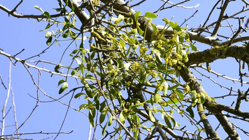 Mistletoe Leaf in Cross Section Stock Video - Video of botany ...