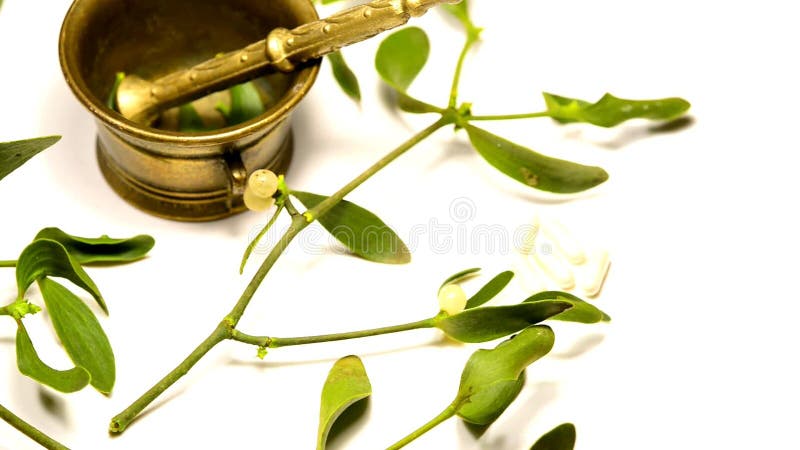 Mistletoe Leaf in Cross Section Stock Video - Video of botany ...