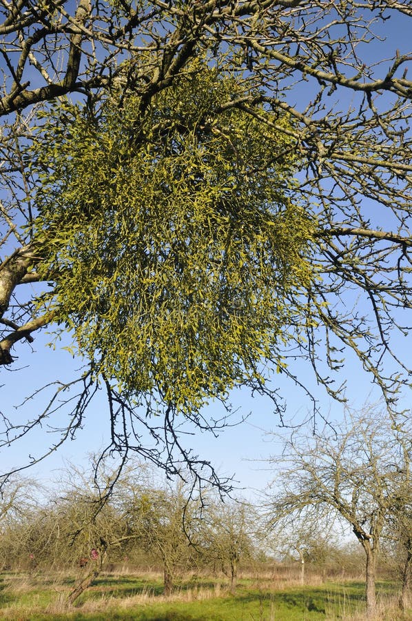 Mistletoe - Viscum Album Growing on Hawthorn Stock Photo - Image of ...