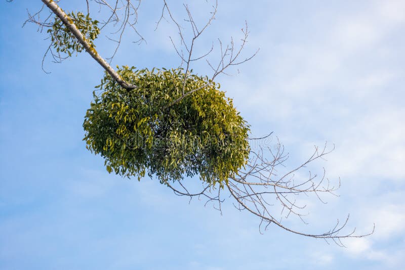 Mistletoe parasite plant stock image. Image of christmas - 169381503