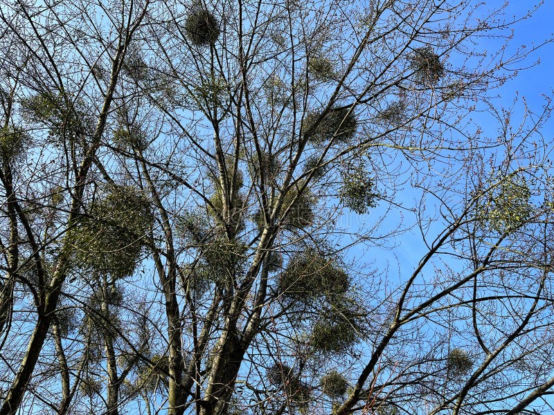A Parasite Plant on a Tree in the City - Mistletoe Stock Image - Image ...