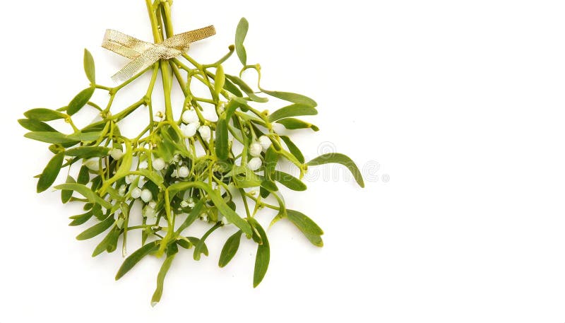 Mistletoe is a Parasitic Plant that Attaches To Their Host Tree or ...
