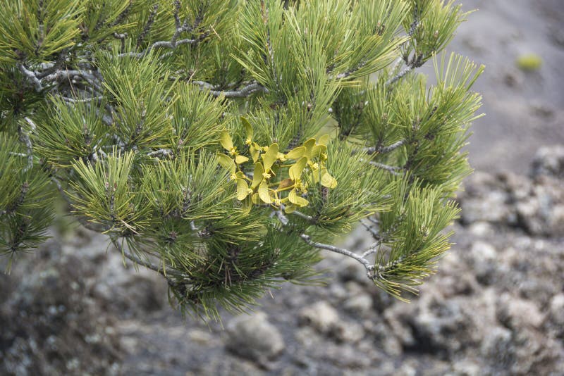 Mistletoe on pine branch stock image. Image of italy - 89902141