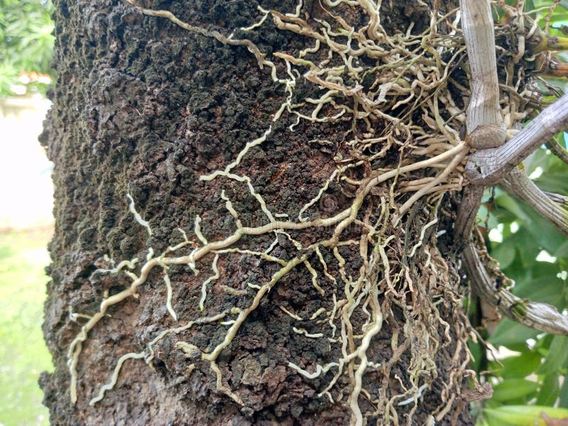 Mistletoe plant roots stock photo. Image of roots, mistletoe - 317631770