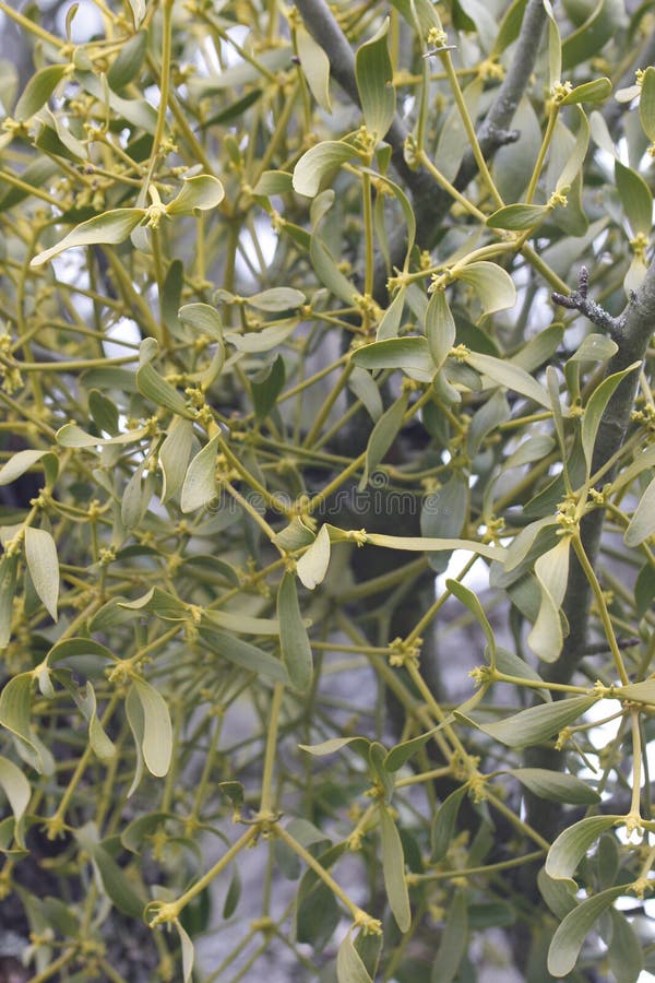 Mistletoe stock image. Image of plant, tree, poison, subshrub - 52277609